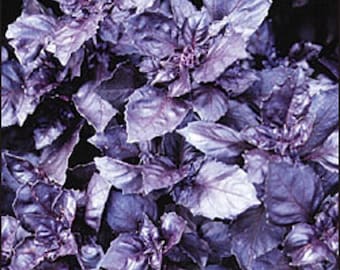 500 ANISE PERSIAN BASIL Ocimum Basilicum Herb Flower Seeds | Etsy