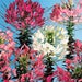 250 MIXED Colors QUEEN CLEOME spider Flower Cleome - Etsy