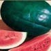 50 FLORIDA GIANT WATERMELON Cannon Ball Black Diamond Citrullus Fruit ...