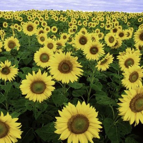 25 Dwarf SUNSPOT SUNFLOWER Helianthus Annuus Flower Seeds - Etsy