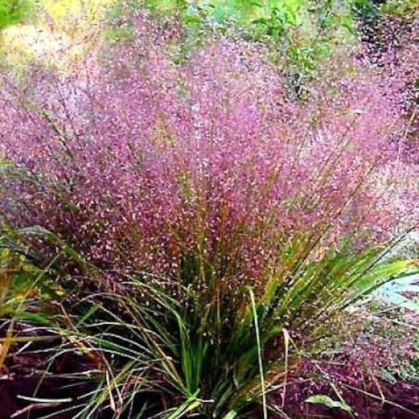 Purple Love Grass - Etsy