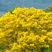 15 GOLDEN SHOWER TREE Gold Rush Yellow Cassia Fistula Flower Seeds comb S/H - Etsy