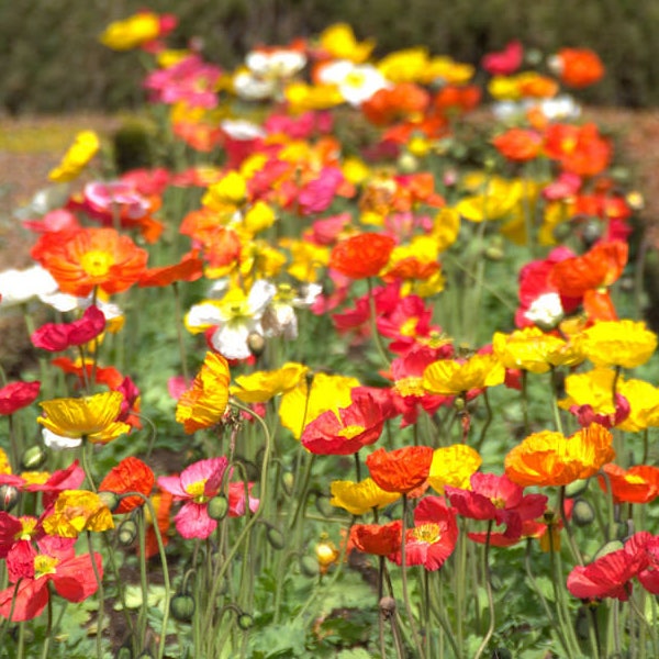 Flanders Poppy - Etsy