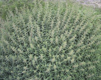 Purple Dead-Nettle Seeds Lamium purpureum Red Henbit | Etsy
