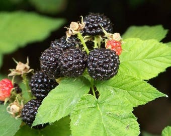 Black raspberry plant | Etsy