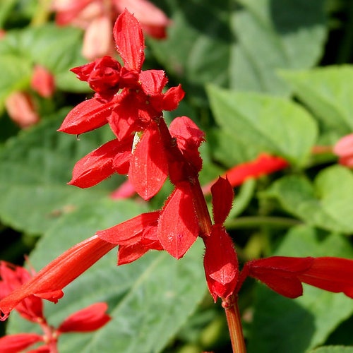 400 SCARLET SAGE lady-in-red Salvia / Blood Sage / Red Texas - Etsy