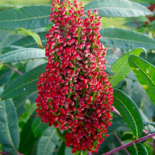 75 SMOOTH SUMAC TREE Red Berries Rhus Glabra Borealis Seeds - Etsy