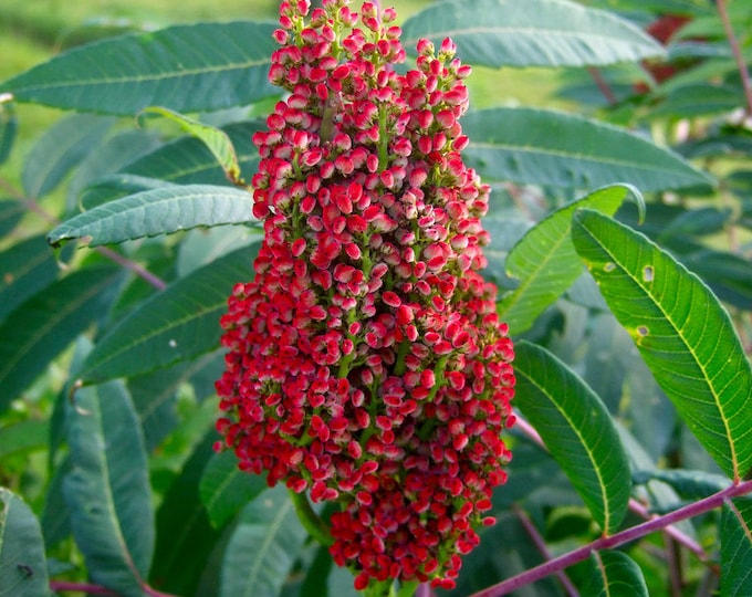 RHUS AROMATICA 'LACETTE' Starter Plant Approx 5-7 Inch Dormant - Etsy