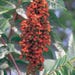 75 SMOOTH SUMAC TREE Red Berries Rhus Glabra Borealis Seeds | Etsy