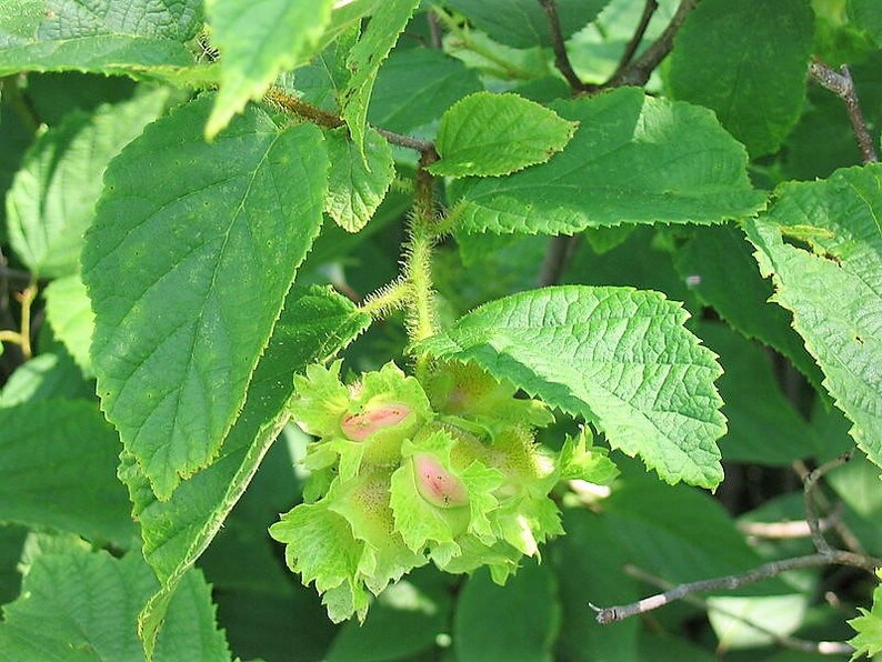5 AMERICAN HAZELNUT TREE Aka Filbert Corylus Americana Fruit - Etsy