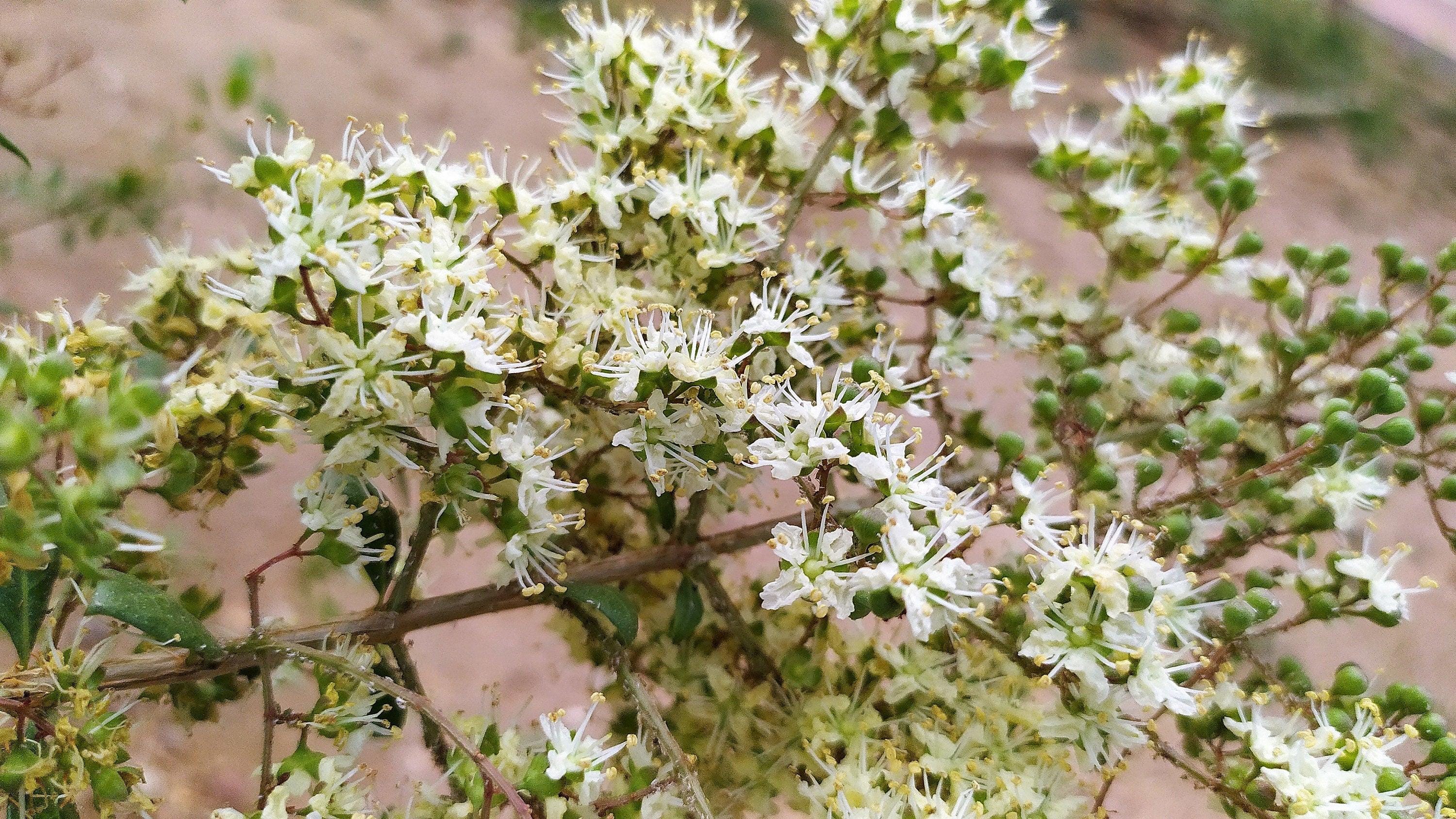 40 WHITE FLOWERING HENNA Tree Lawsonia Inermis Var. Alba Dye Plant ...