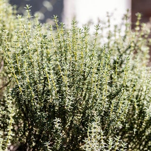 30 ORANGE THYME Orangelo Thymus Vulgaris Fragrantissimus Culinary Herb ...