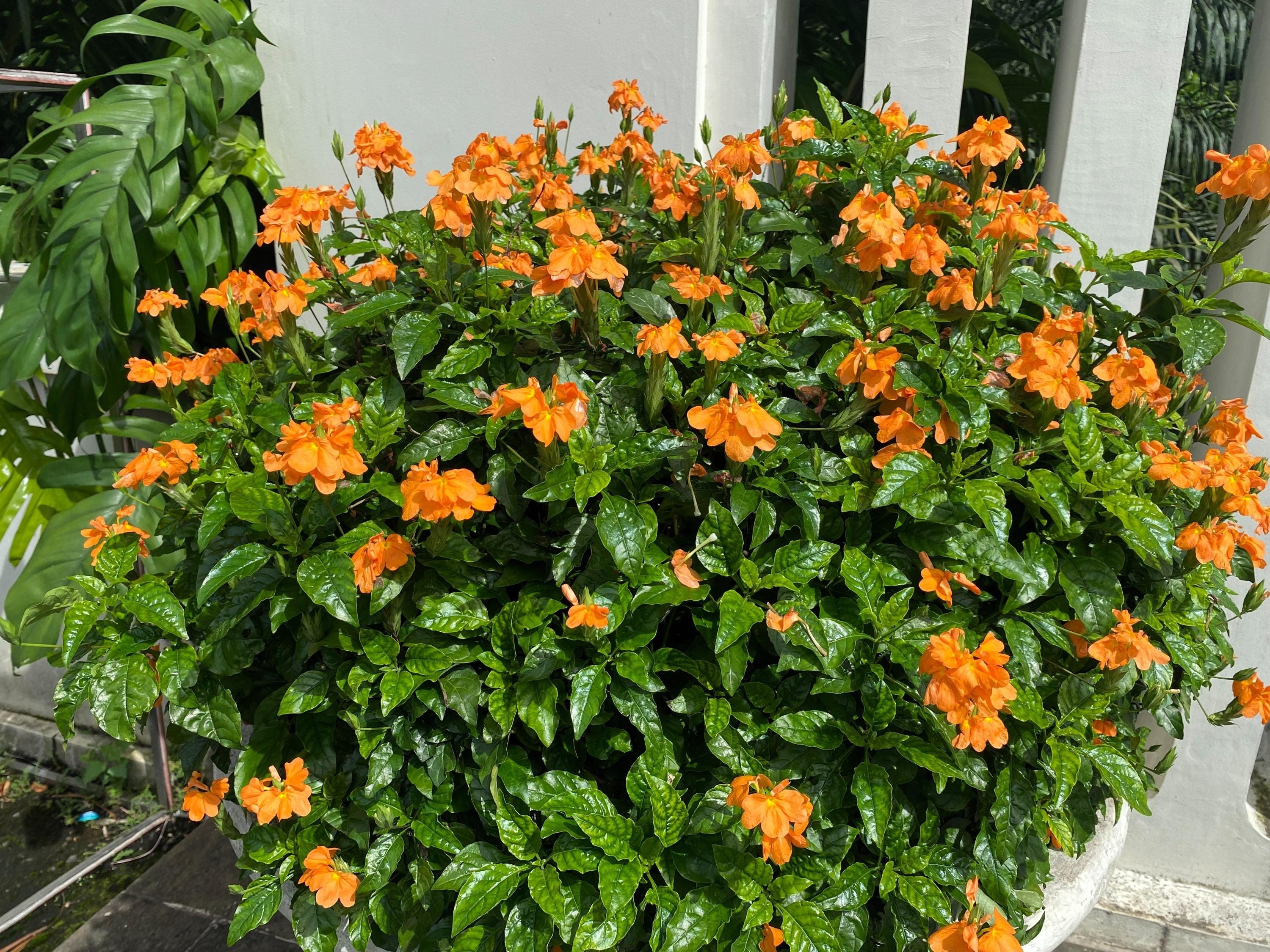 Inspiring Orange Marmalade Crossandra Photos