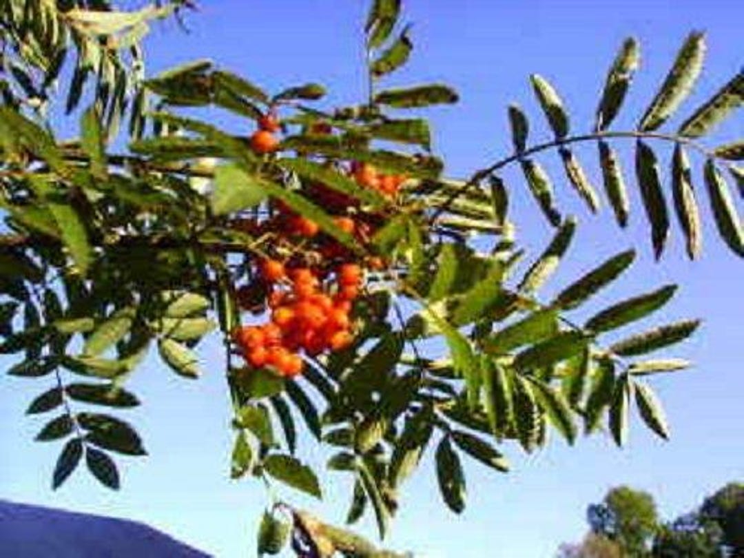 20 ASH TREE Mountain / Amur / Rowan - Sorbus Aucuparia Seeds *comb S/H ...