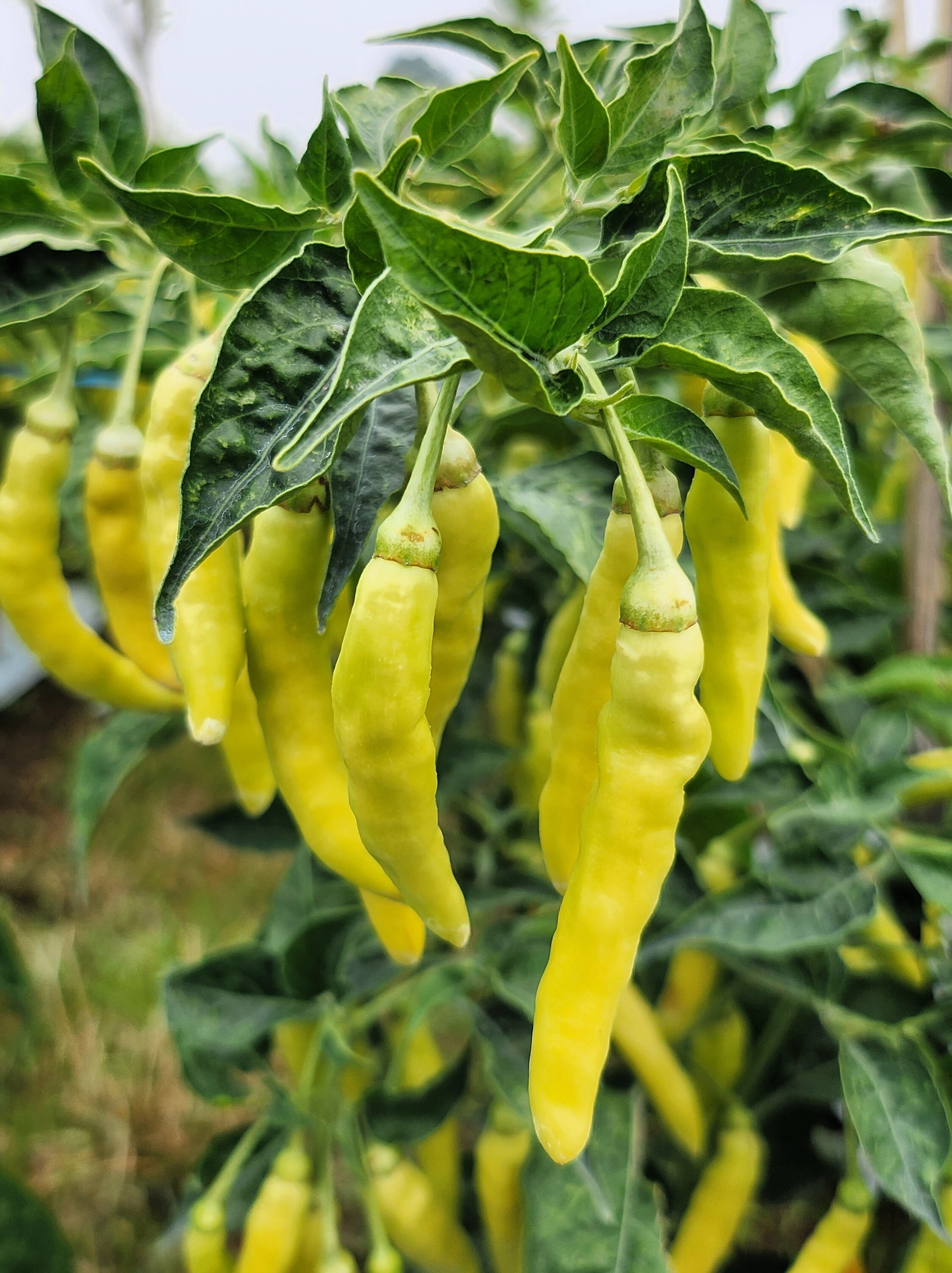 50 GOLDEN CAYENNE PEPPER Hot Yellow Capsicum Annuum Vegetable Seeds - Etsy