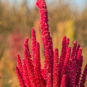 100 Tricolor EARLY SPLENDOR AMARANTHUS Hypochondricus Flower Seeds comb ...
