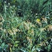 100 PRAIRIE BROME Arctic Brome Ornamental Grass Bromus Kalmii Seeds - Etsy