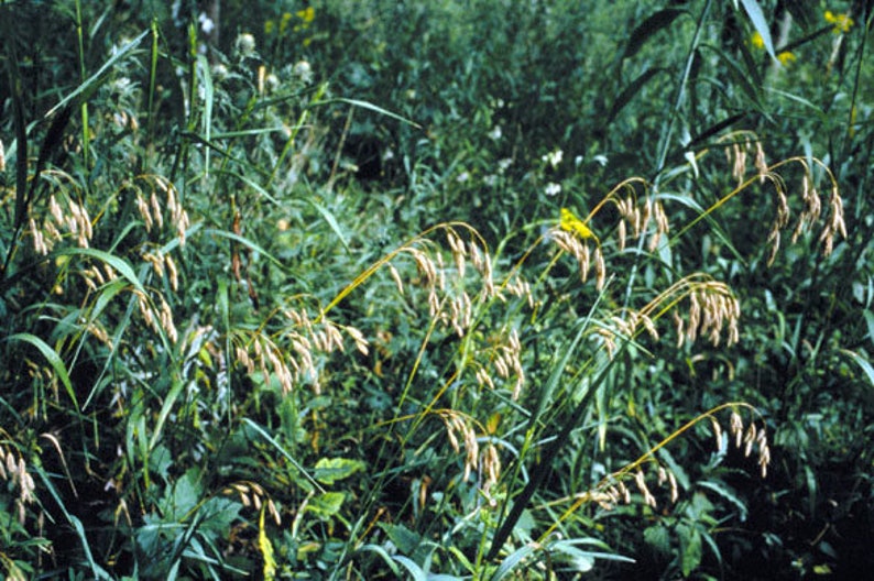 100 PRAIRIE BROME Arctic Brome Ornamental Grass Bromus Kalmii - Etsy