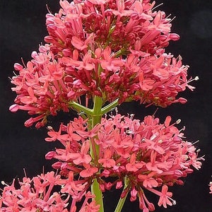 50 RED JUPITER'S BEARD Valerian Keys of Heaven Centranthus Ruber Flower ...