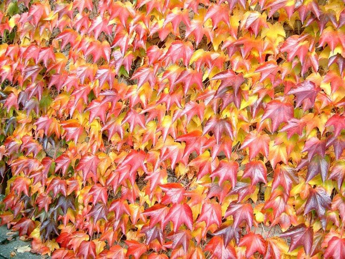 10 BOSTON IVY ( Bostonian Ivy / Wall Ivy ) Parthenocissus Tricuspidata ...