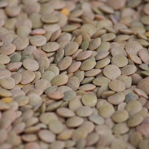 100 GREEN LENTIL Lentils Lens Culinaris Vegetable Seeds - Etsy
