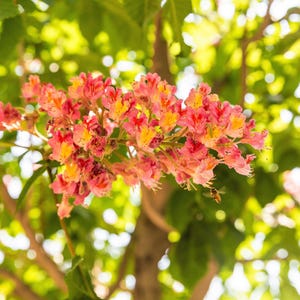 20 EAST INDIAN ALMOND Tree Terminalia Myriocarpa Aka Hollock Yellow ...