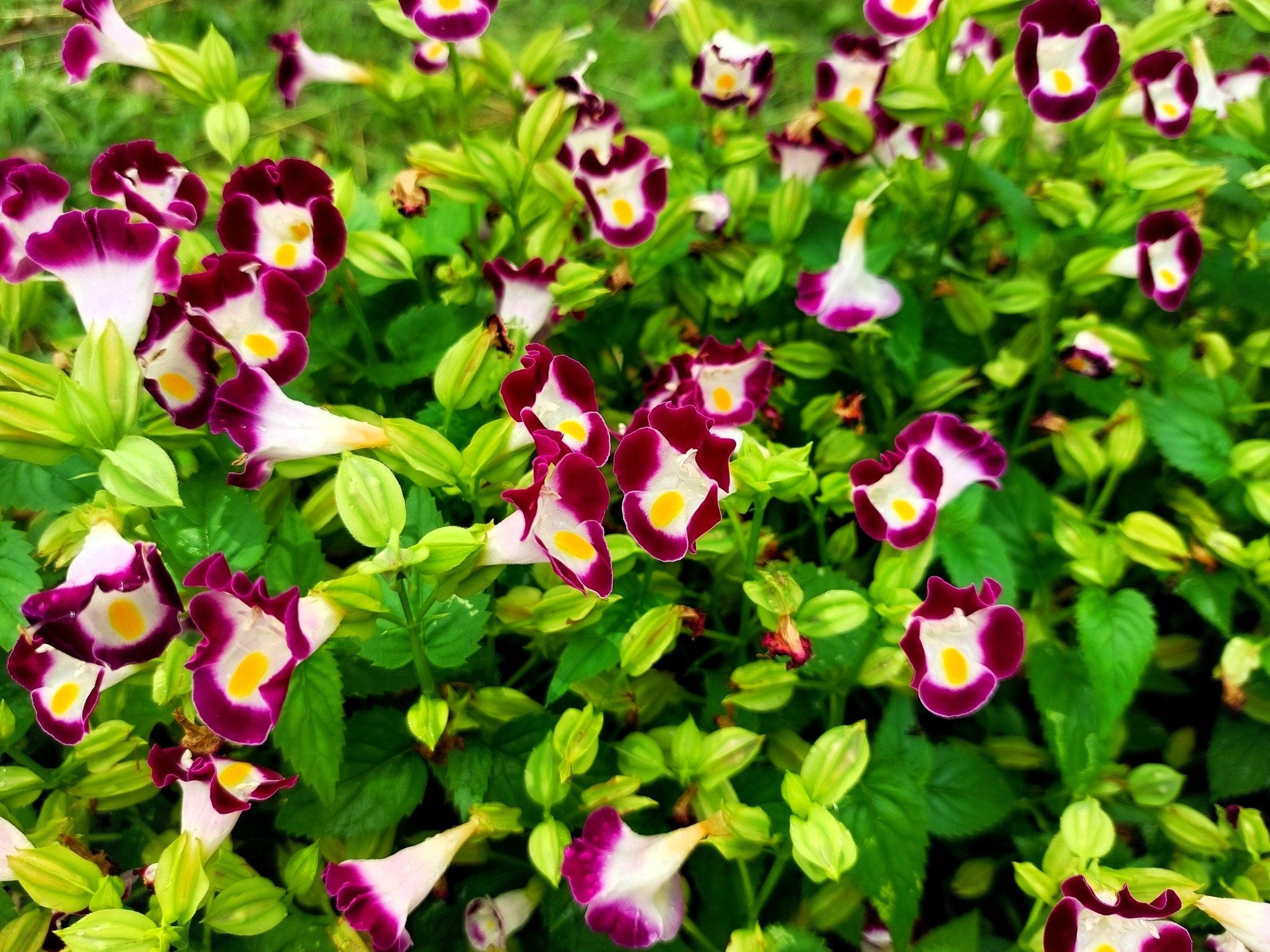10 KAUAI MIX TORENIA Fournieri Sun or Shade Wishbone Flower Seeds ...