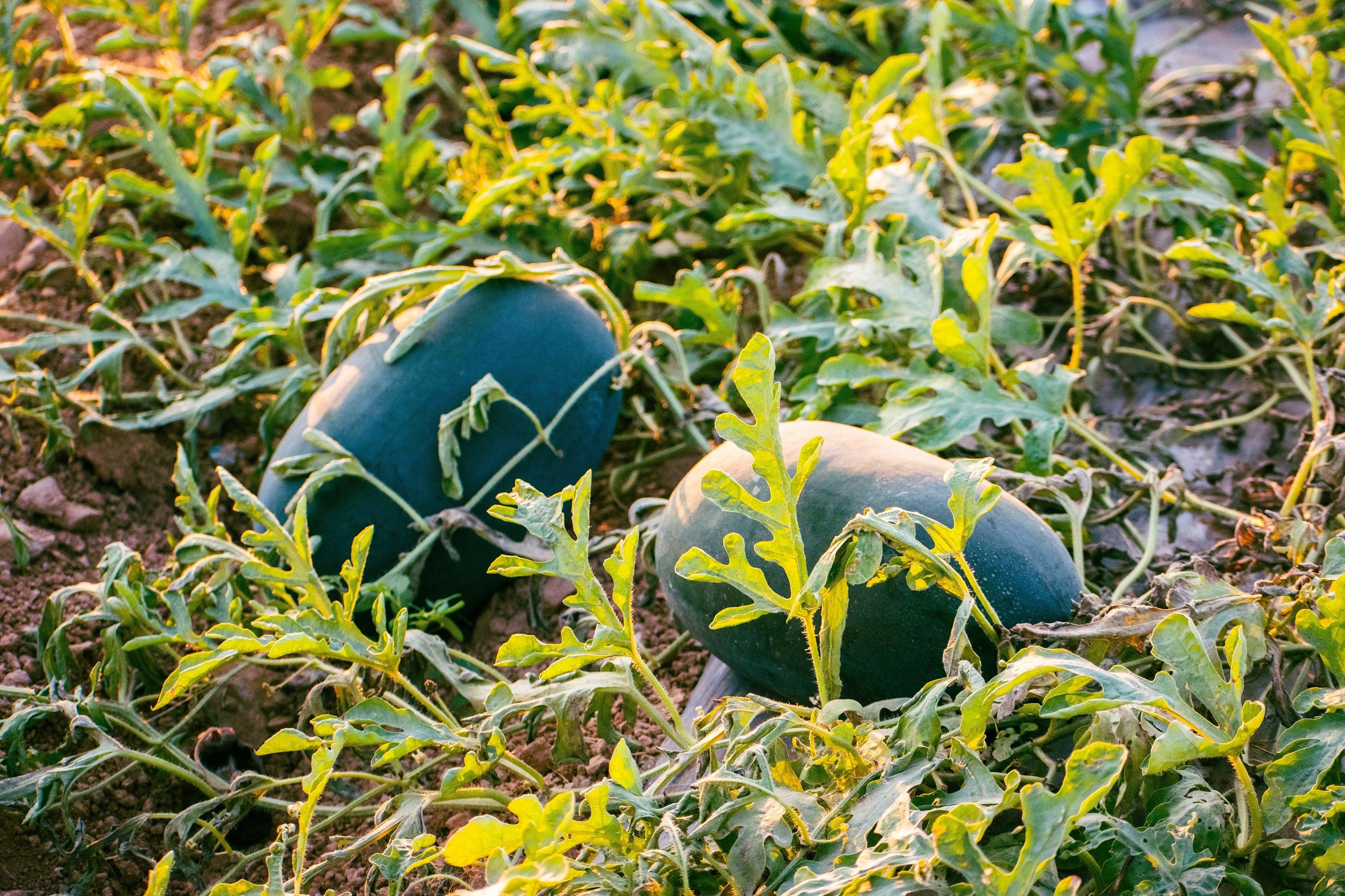 50 FLORIDA GIANT WATERMELON Cannon Ball Black Diamond Citrullus Fruit ...