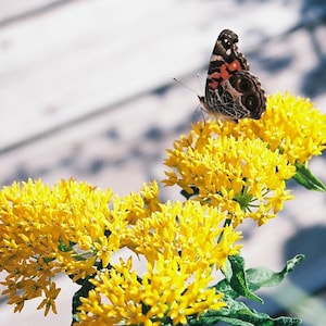 10 Bright YELLOW MILKWEED Butterfly Weed Asclepias Tuberosa Monarch ...
