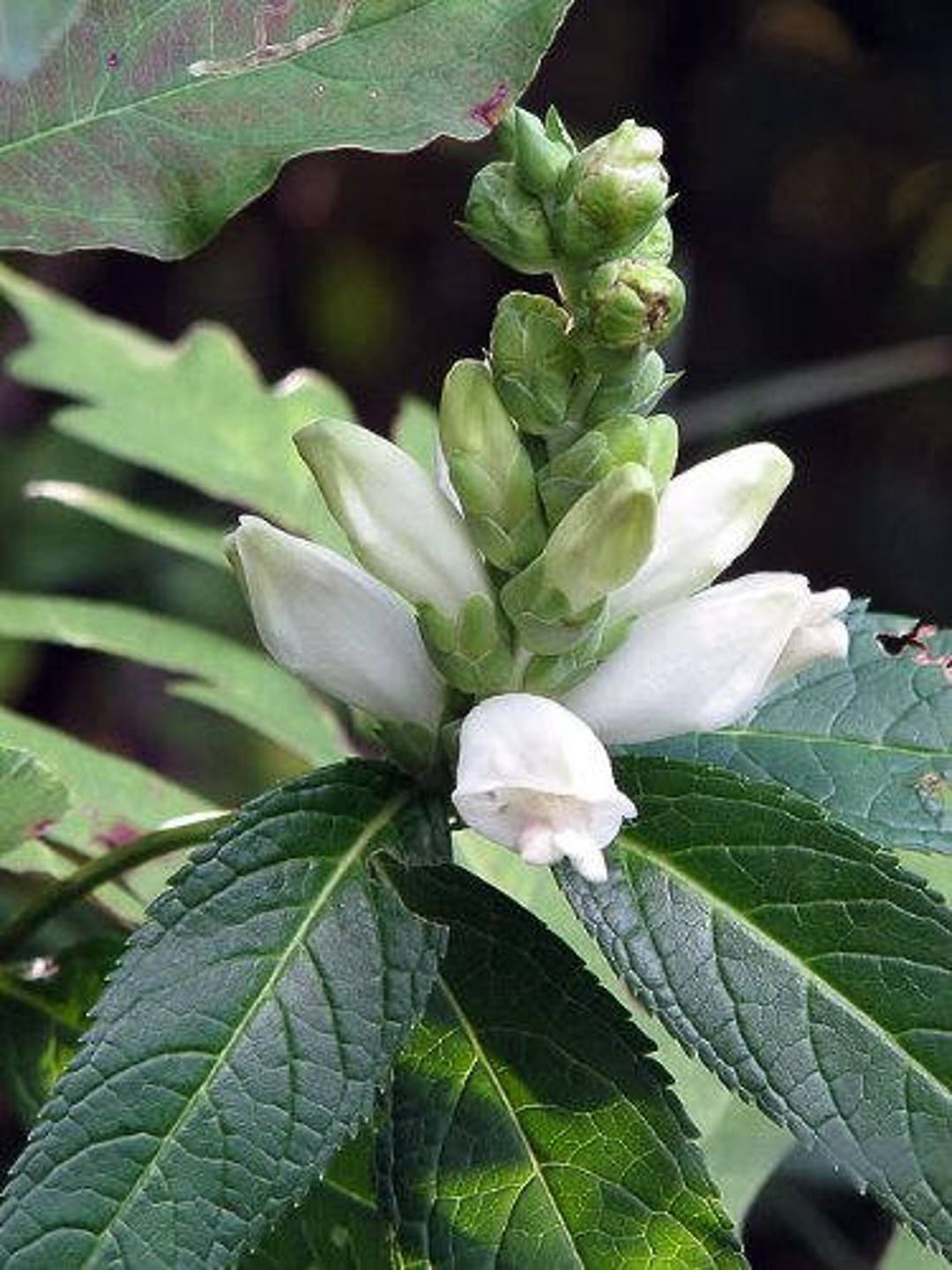 50 WHITE TURTLEHEAD Chelone Glabra Flower Seeds - Etsy