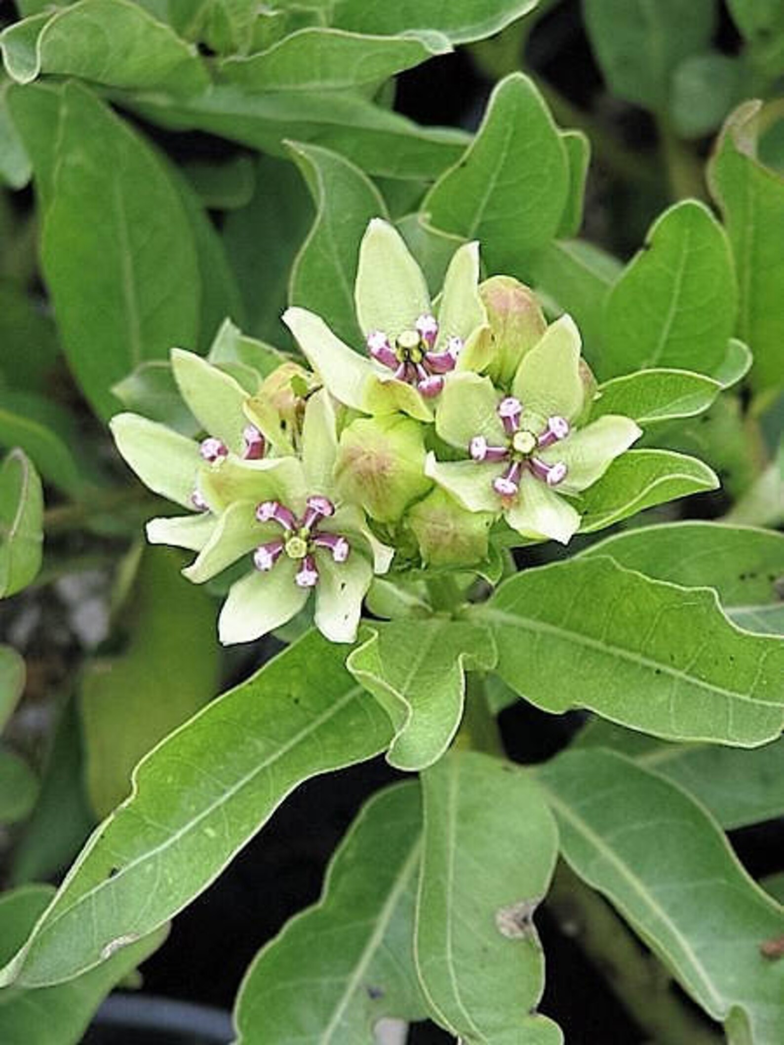 20 Green SPIDER MILKWEED Asclepias Viridis White Purple - Etsy