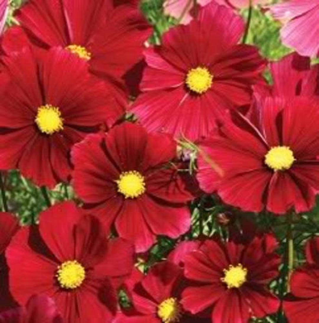 300 RED COSMOS DAZZLER Cosmos Bipinnatus Flower Seeds - Etsy
