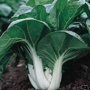 2000 CANTON PAK CHOI bok Choy / Chinese Cabbage Brassica Rapa Chinensis ...