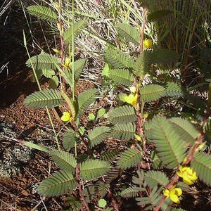 300 Yellow PARTRIDGE PEA sleeping Plant / Sensitive Pea Chamaecrista ...