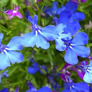 200 SKY BLUE LOBELIA Regatta Lobelia Erinus Flower Seeds - Etsy