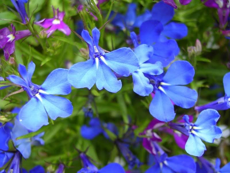200 SKY BLUE LOBELIA Regatta Lobelia Erinus Flower Seeds - Etsy