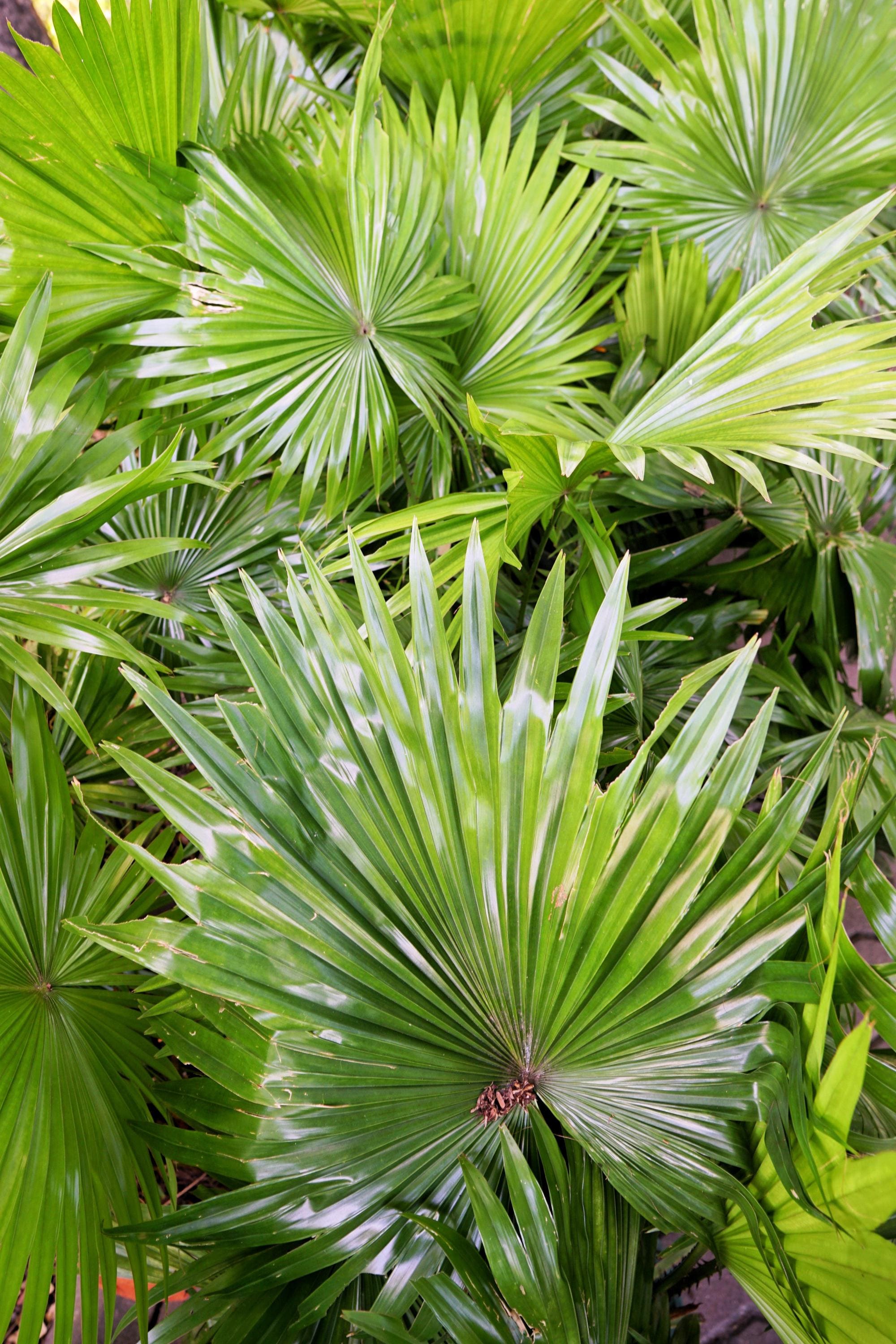 5 GREEN SAW PALMETTO Serenoa Repens American Dwarf Palm Tree Shrub ...