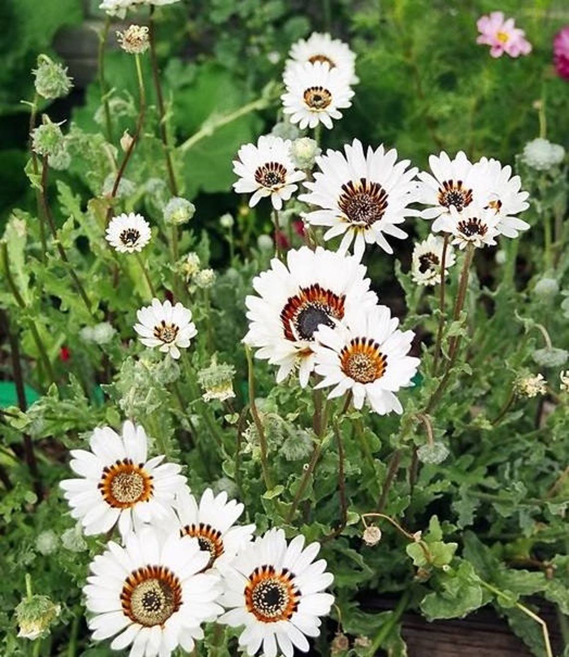 50 WHITE Zulu Prince CAPE DAISY Venidium Fastuosum Alba Flower - Etsy ...