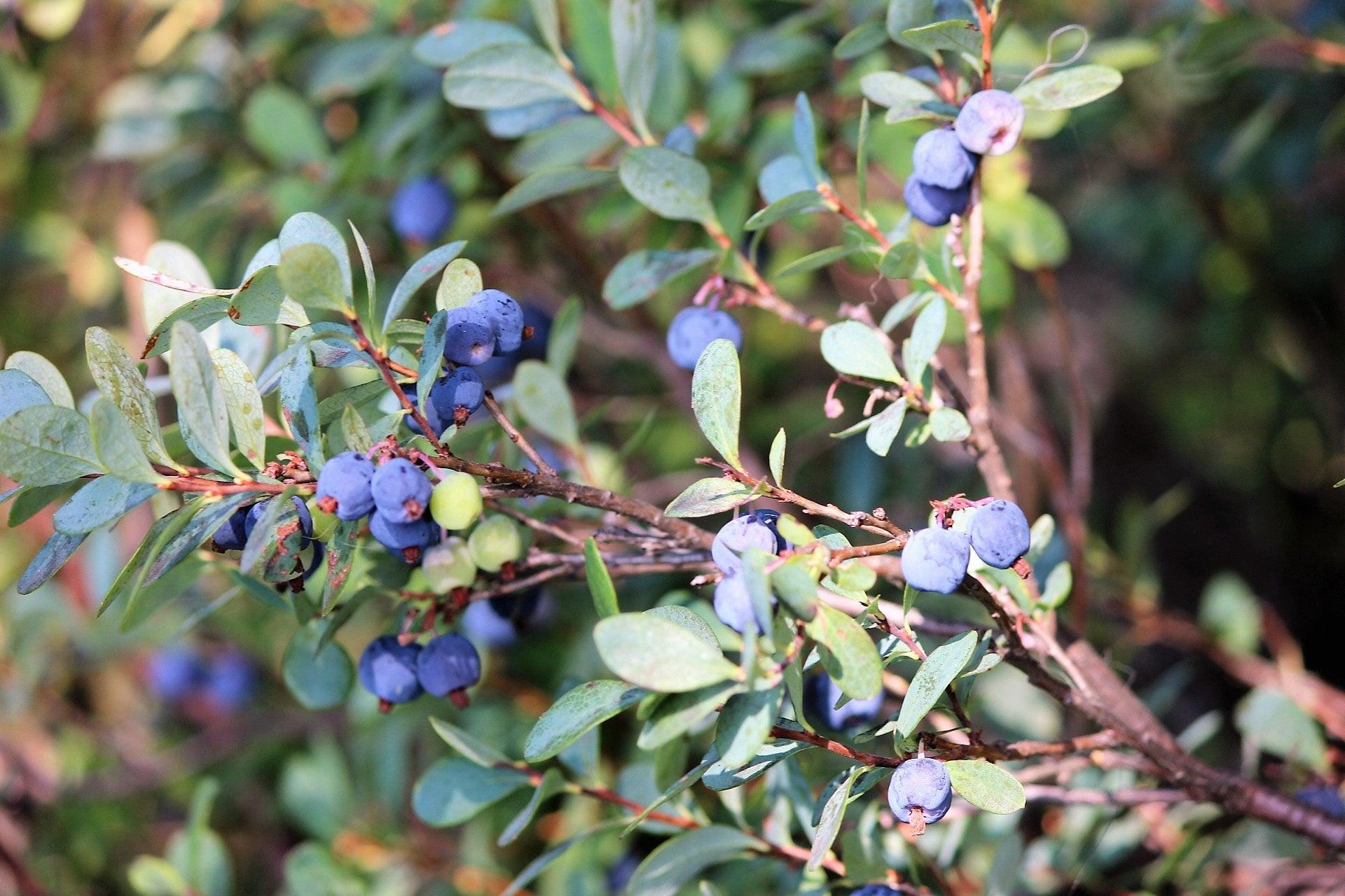 50 SOUTHERN HIGHBUSH BLUEBERRY Pre-stratified Vaccinium Corymbosum Blue ...