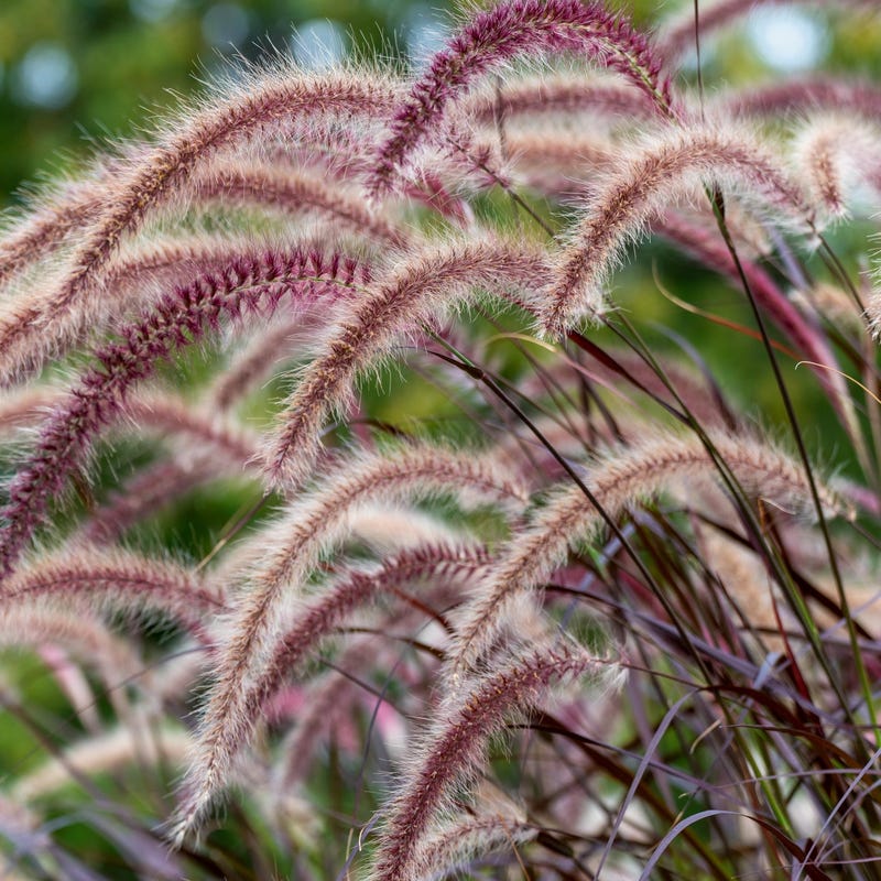 Purple Muhly Grass Plants - Etsy