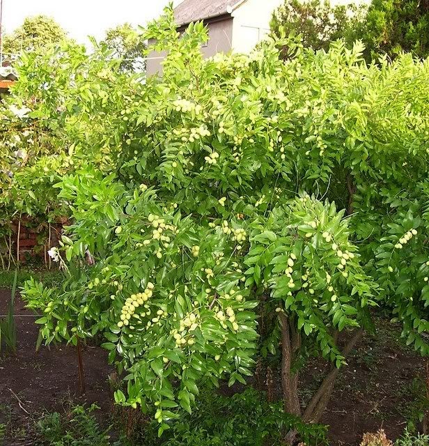 20 RED Chinese DATE TREE Edible Fruit Jujube Ziziphus Jujuba - Etsy