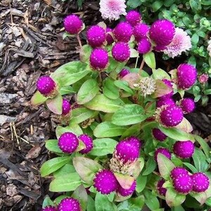 50 GLOBE AMARANTH MIX Gomphrena Globosa Mixed Colors Amaranthus Flower ...