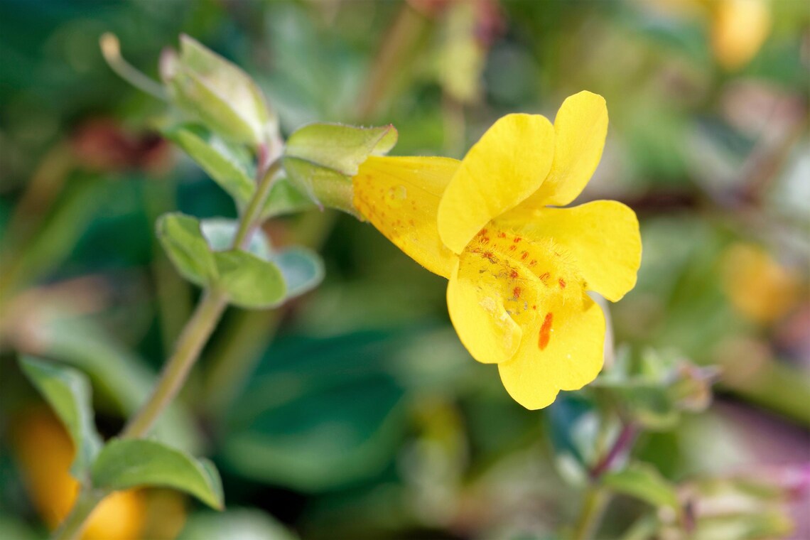 250 YELLOW MONKEY FLOWER Mimulus Grandiflorus Perennial Flower Seeds - Etsy