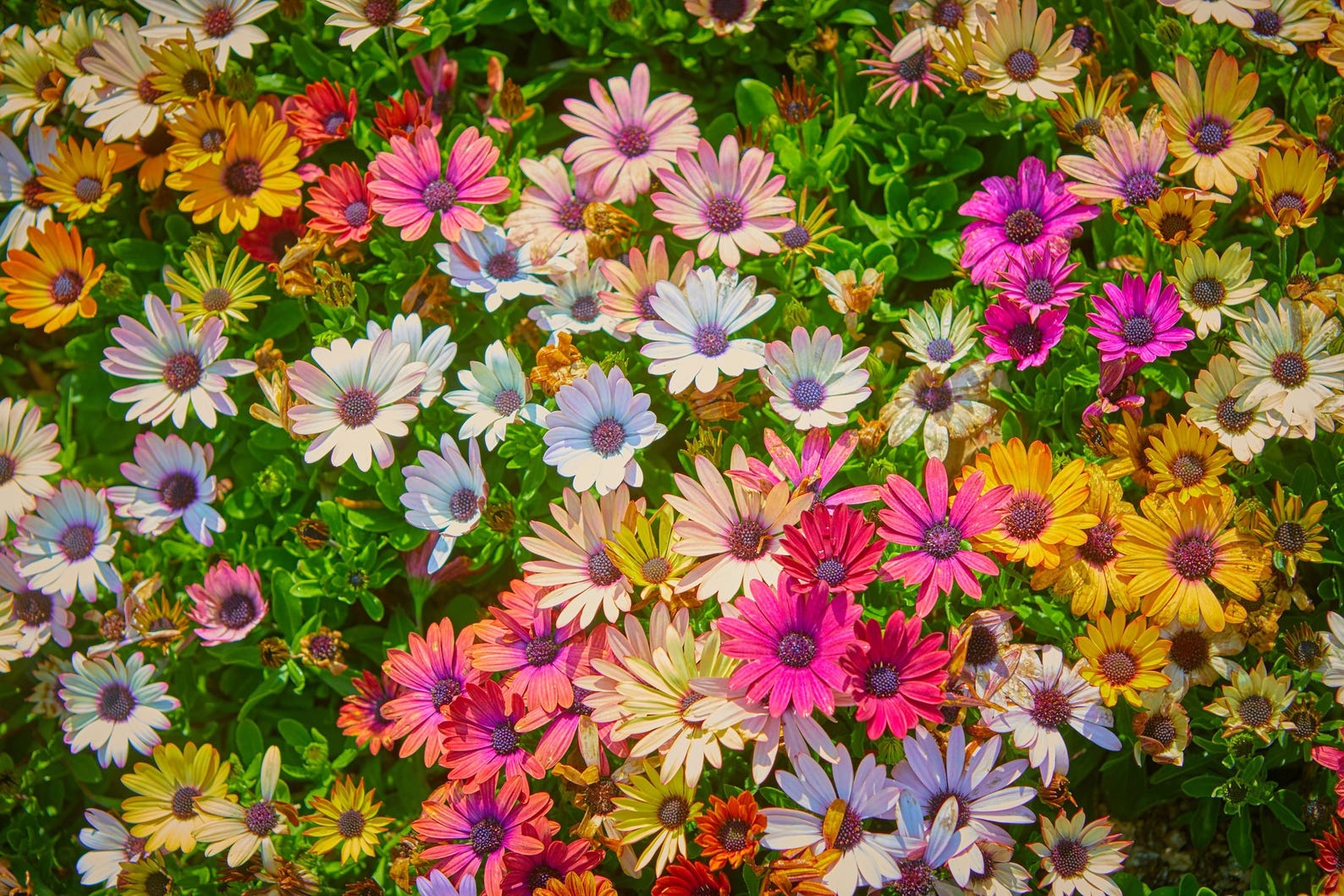 20 MIXED COLORS OSTEOSPERMUM Ecklonis African Cape Daisy Flower Seeds ...