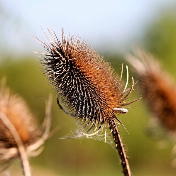 Teasel - Etsy