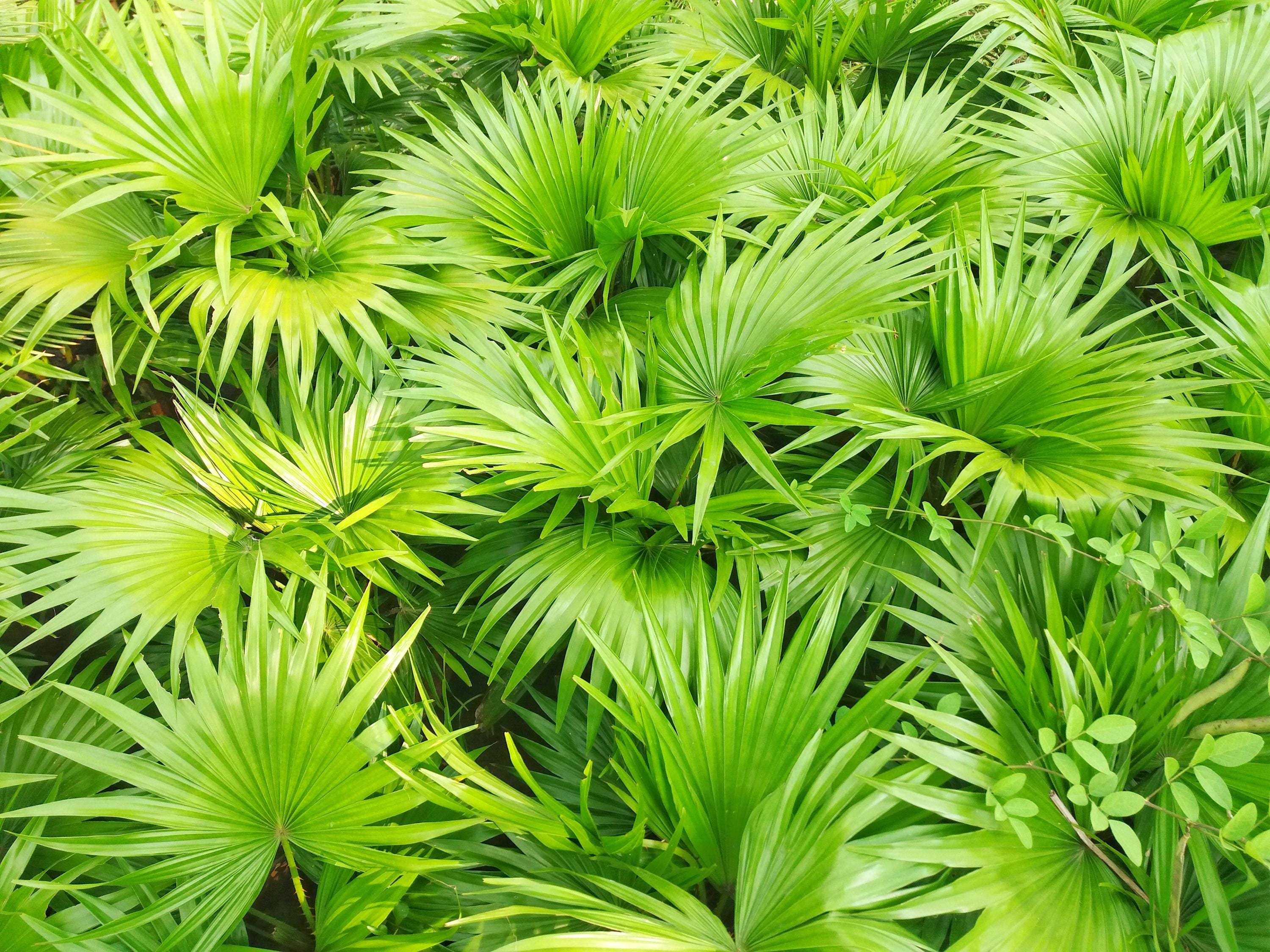 5 GREEN SAW PALMETTO Serenoa Repens American Dwarf Palm Tree Shrub ...