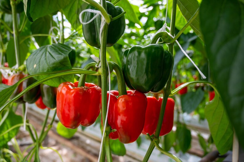 20 Organic Red MINI BELL PEPPER Sweet Mild Miniature Capsicum Annuum ...