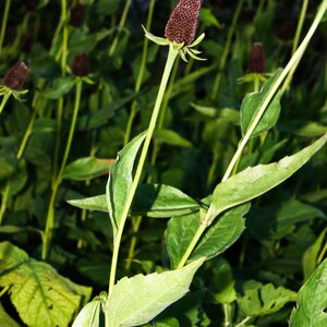 30 WESTERN CONEFLOWER Rudbeckia Occidentalis Green Wizard Aka Rayless ...