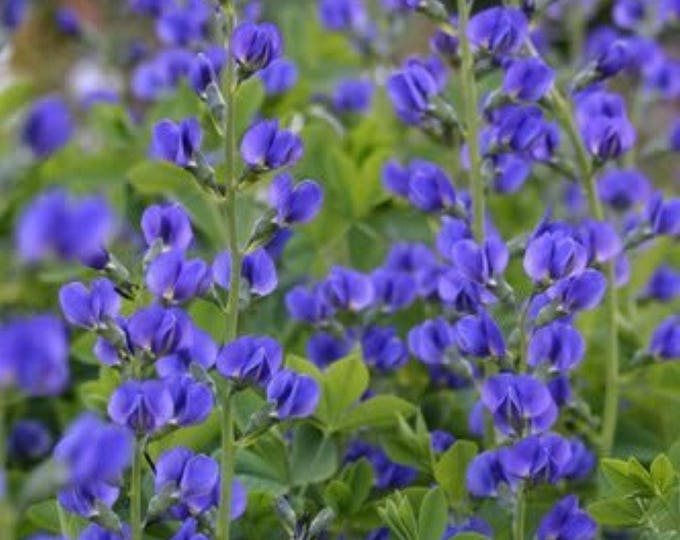 50 BLUE WILD INDIGO false Indigo Baptisia Australis Flower - Etsy