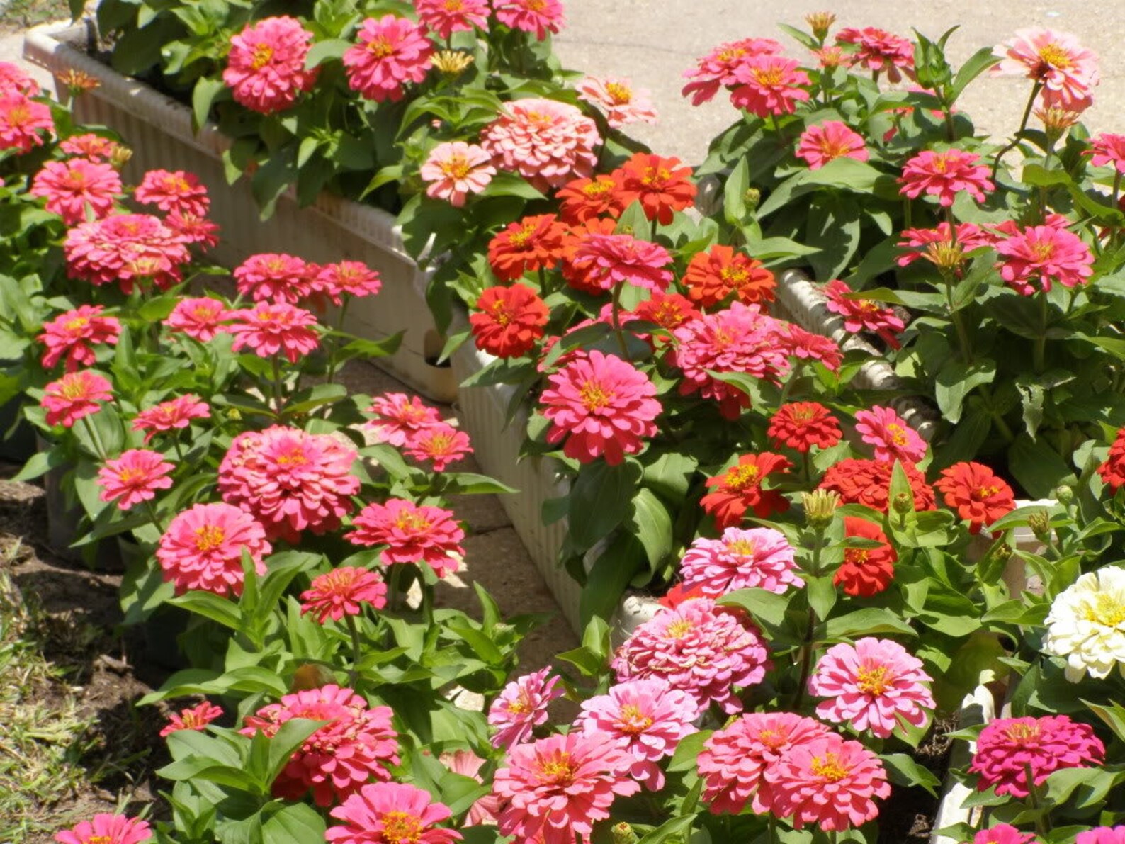250 ZIN MASTER ZINNIA Mix Elegans Mixed Colors Flower Seeds - Etsy